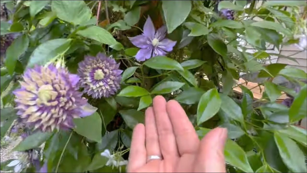 Backyard Perennial Garden Tour | Intertwining Plants | A Vision ...