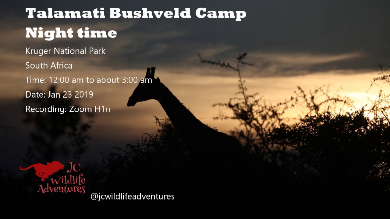 Talamati Bushveld Camp Night sounds - YouTube