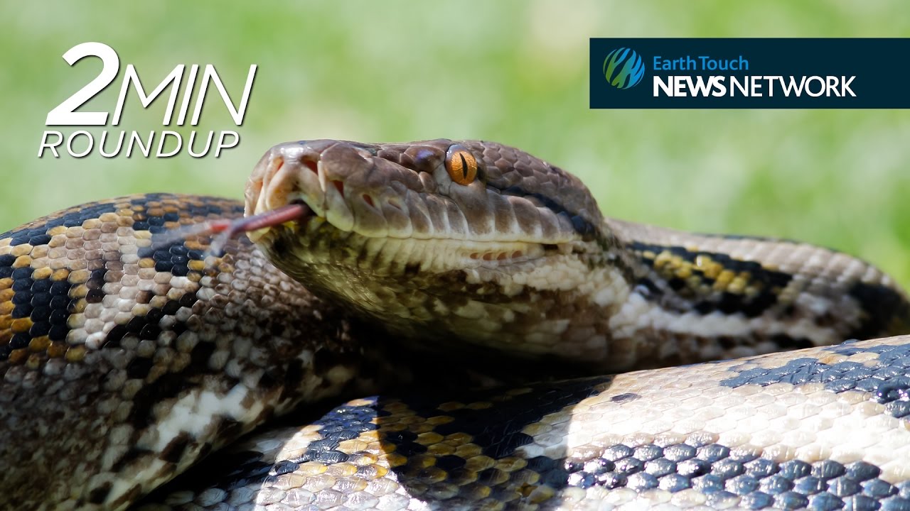 Python’s hyena meal, primate teamwork & a humpback get-together - YouTube