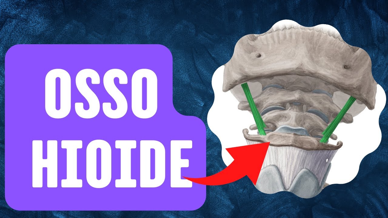 Aula 06 - Osso Hioide - YouTube