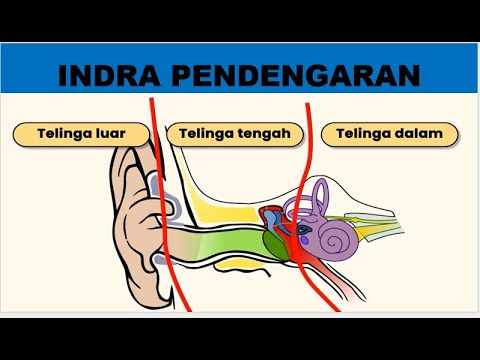 INDRA PENDENGARAN//BAGIAN-BAGIAN TELINGA - YouTube