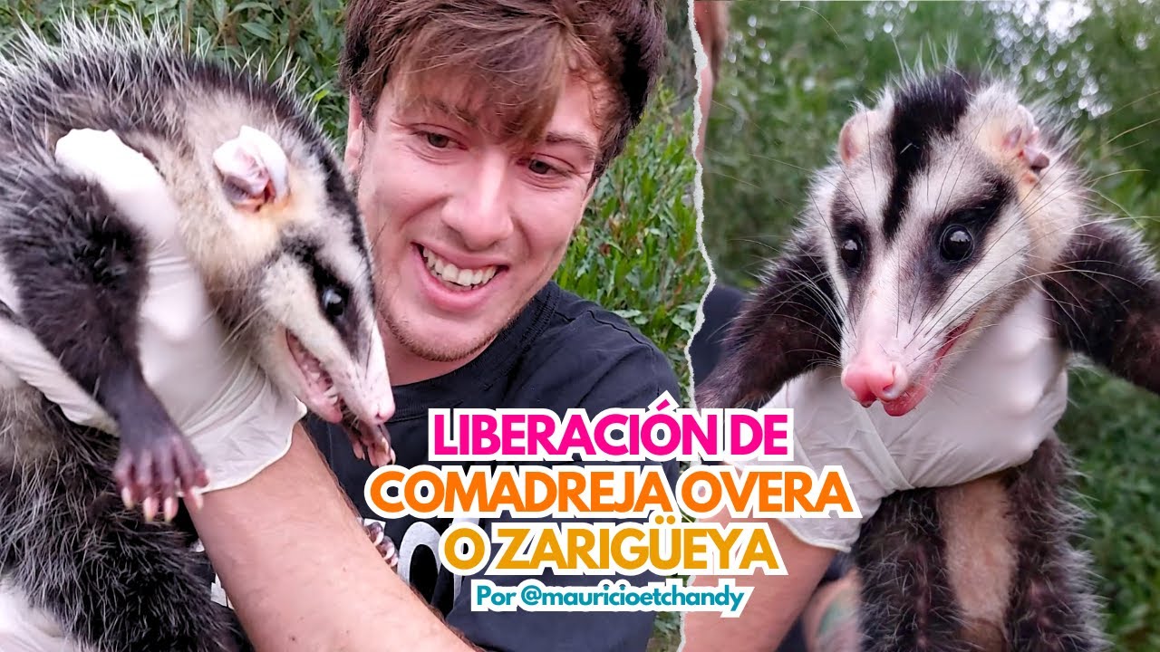 Liberación de comadreja overa o zarigüeya | Didelphis albiventris - YouTube