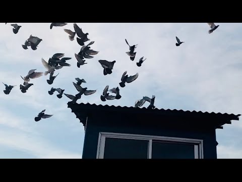 6TH TRAINING TOSS |Reggie Cruz Loft & Aviary #racingpigeon # ...