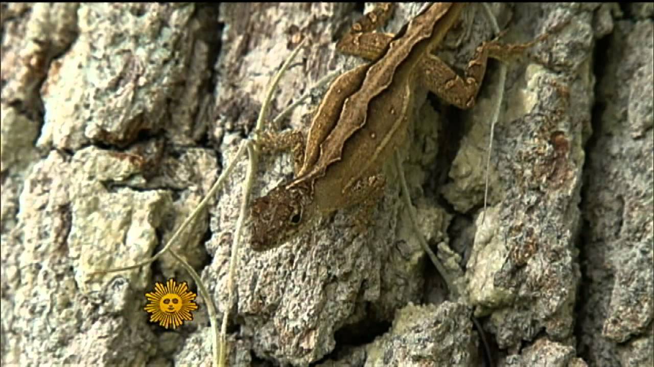 Nature: Geckos - YouTube