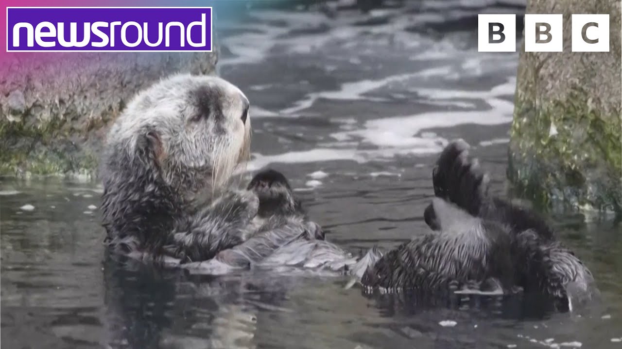 Rescued Otters and endangered Frogs | Your Planet | Newsround - YouTube