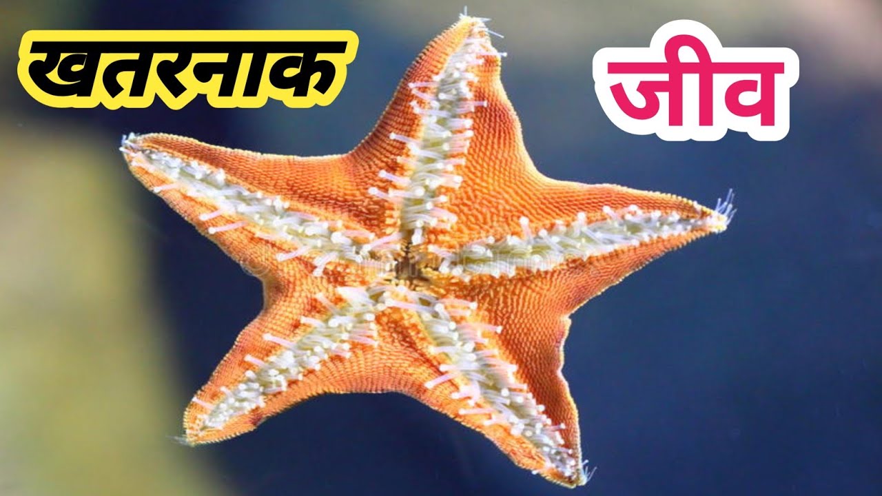 Starfish reproduction cycle,How to survive starfish in marinewater # ...