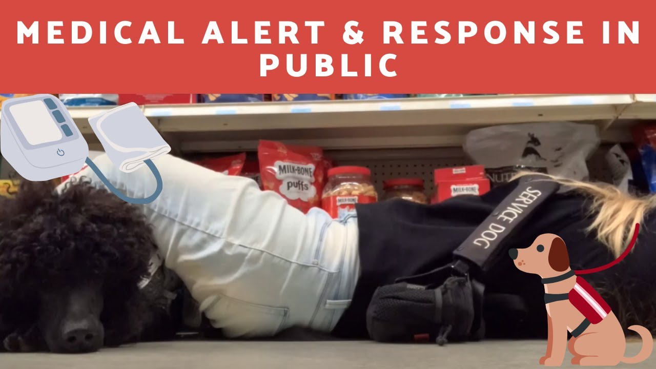 Service Dog Performs Blood Pressure Alert & Response (November 25 ...
