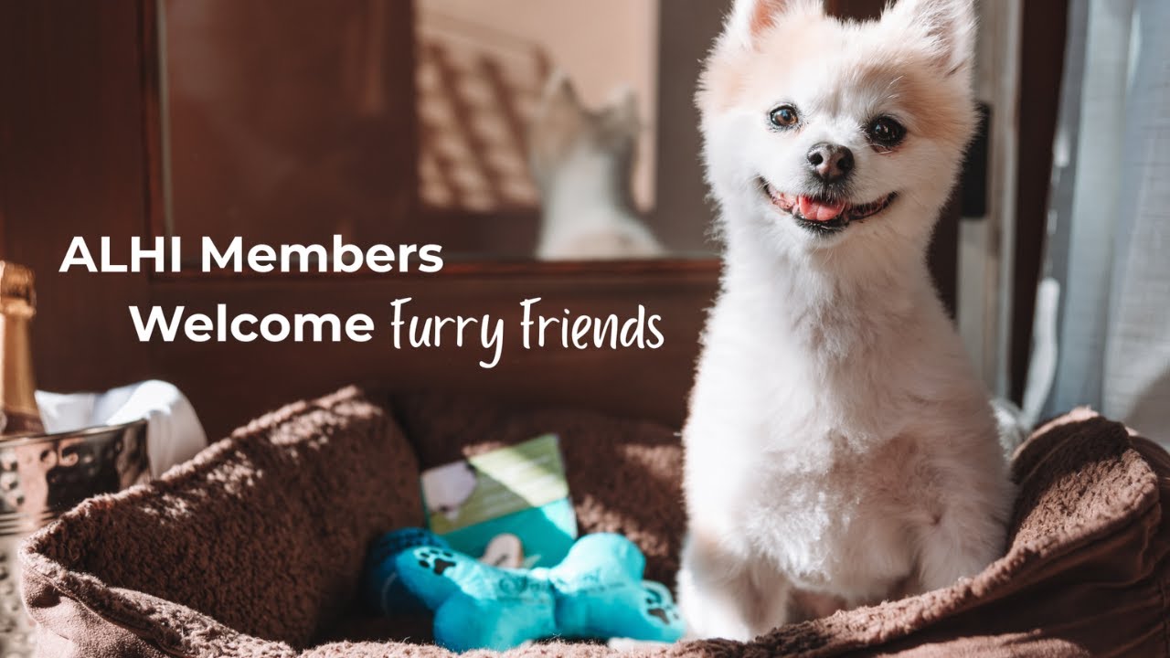 ALHI Presents: ALHI Members Welcome Furry Friends - YouTube