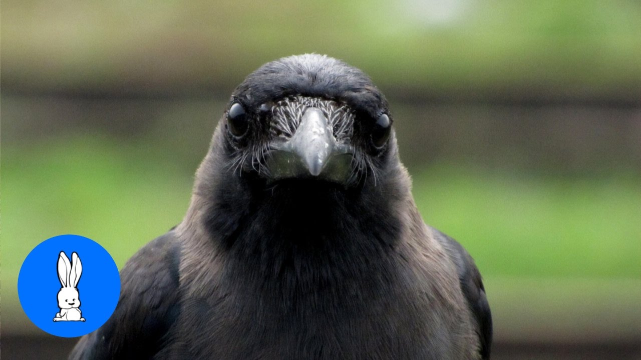 Cute Baby Raven
