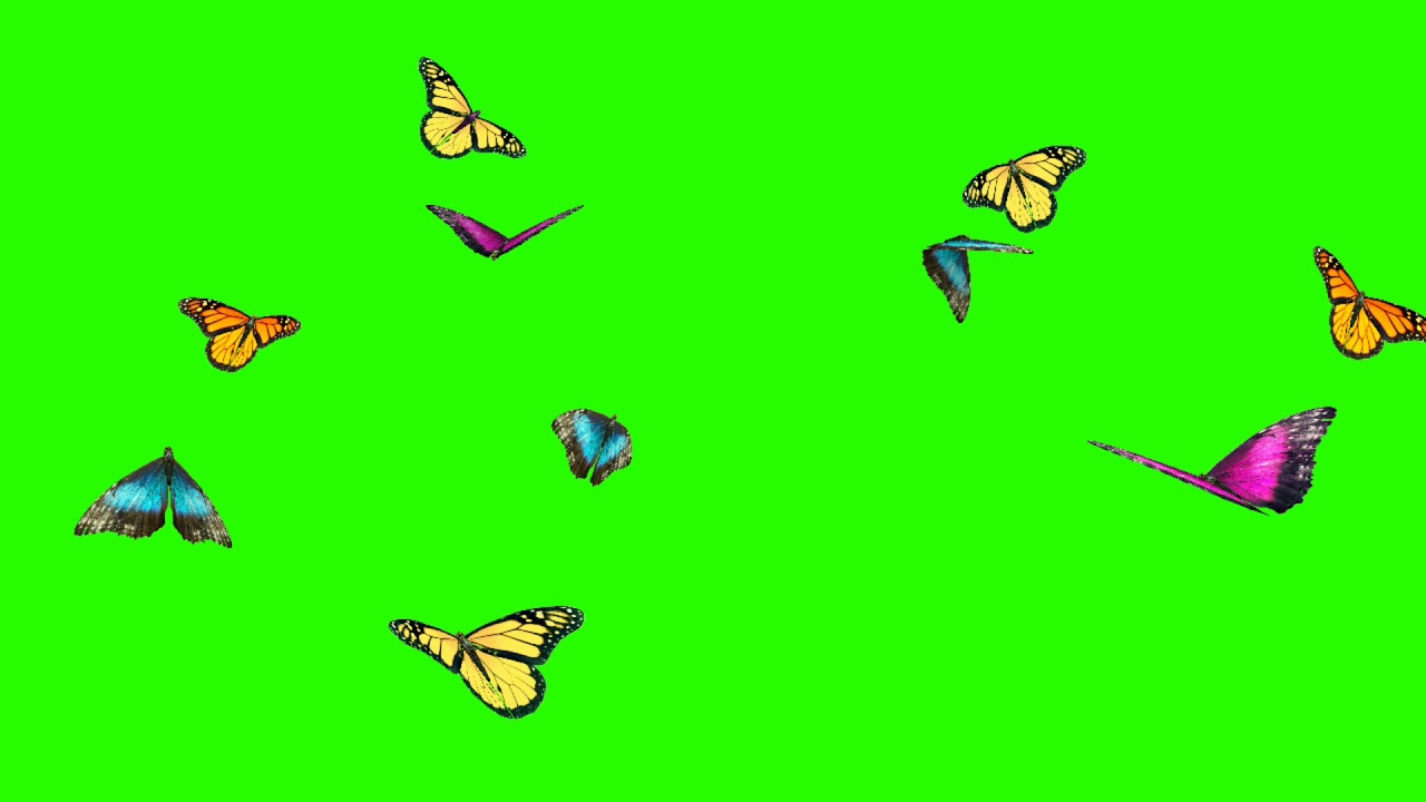 Green screen video beautiful butterfly // butterfly animation video ...