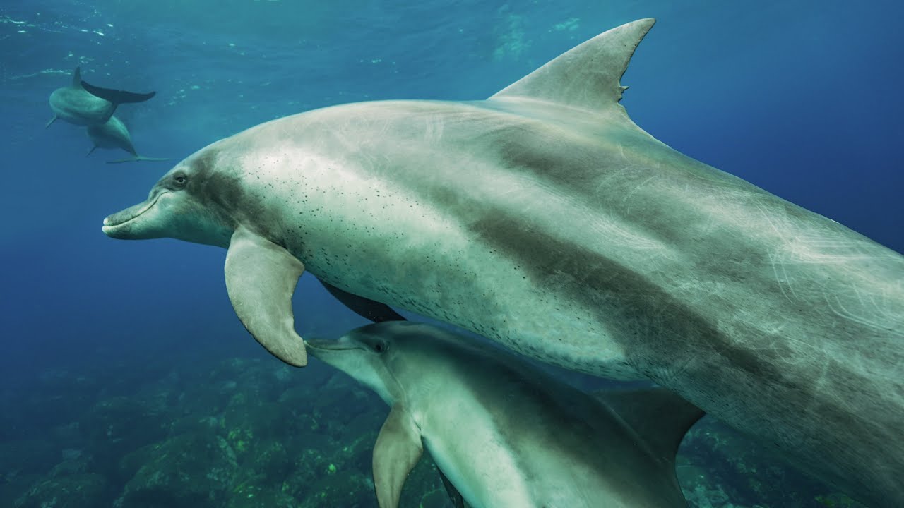 印太瓶鼻海豚 來相會 Indo-Pacific bottlenose dolphin - YouTube