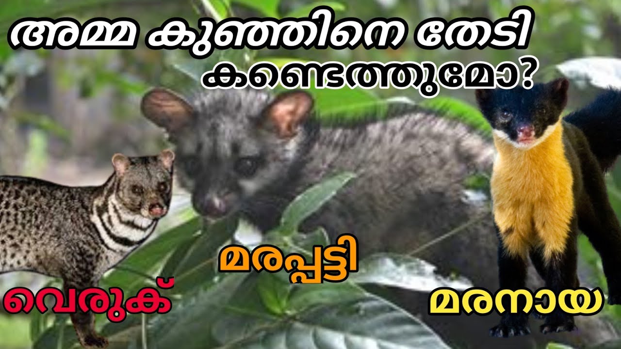 അമ്മയേ തേടി കുഞ്ഞ് | മരപ്പട്ടി | വെരുക് | മരനായ | civet | toddy cat ...