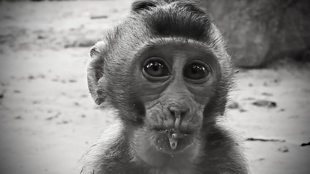 baby monkey who looked healthy but was actually in poor health / 体調が悪かっ ...
