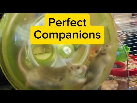 Perfect Companions: Housing an ASF Rat with a Male Mouse - YouTube