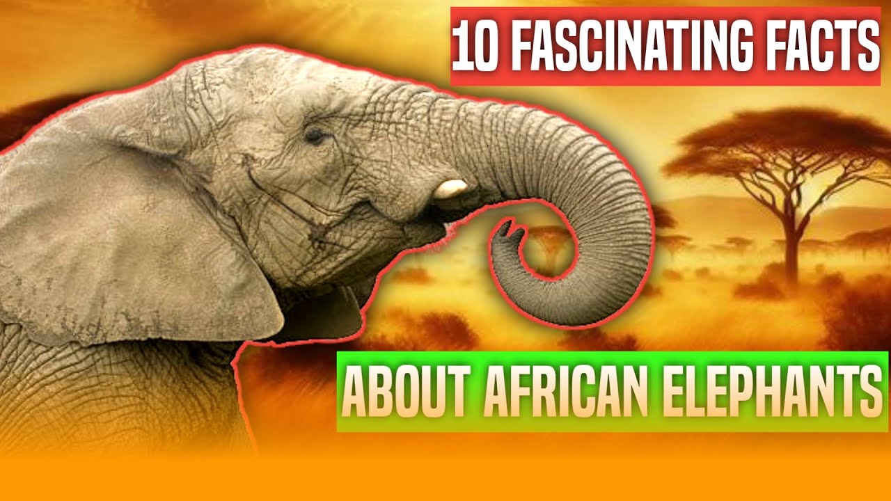 10 Fascinating Facts About African Elephants Unveiling The Majesty 10-fascinating-facts-about-african-elephants-unveiling-the-majesty