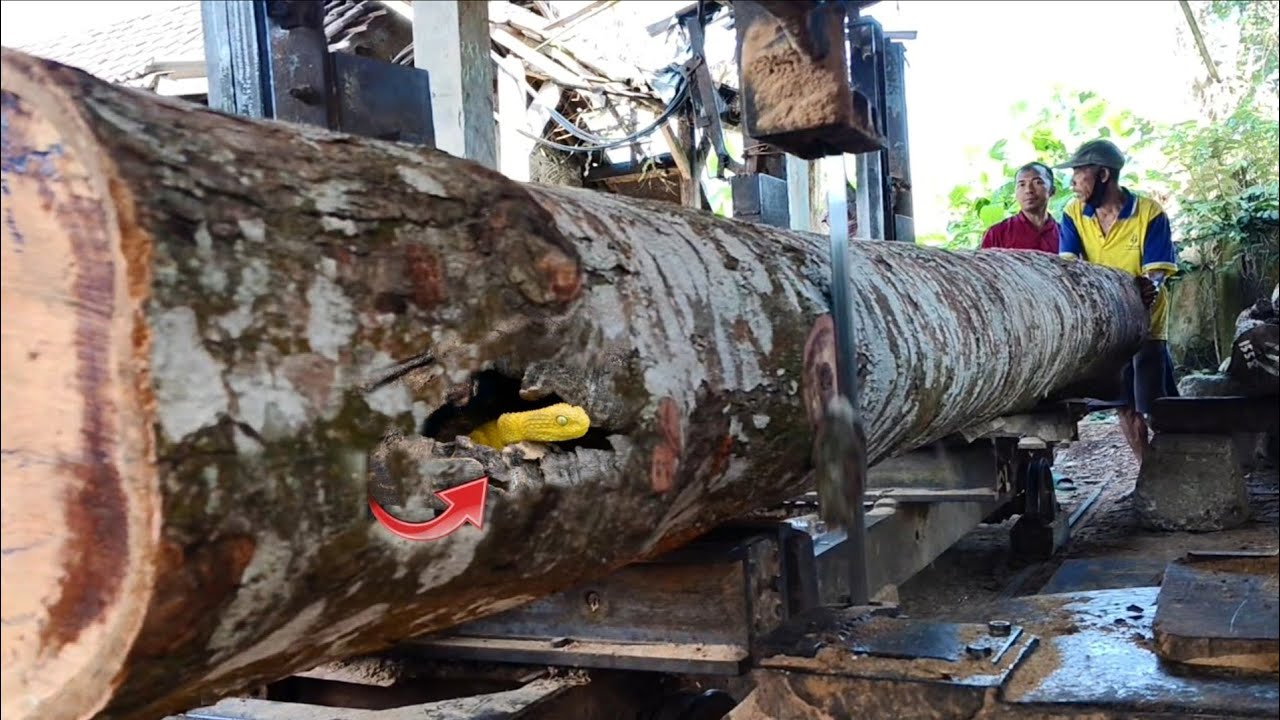 The biggest surprise! Durian wood turns out to be a very beautiful and ...