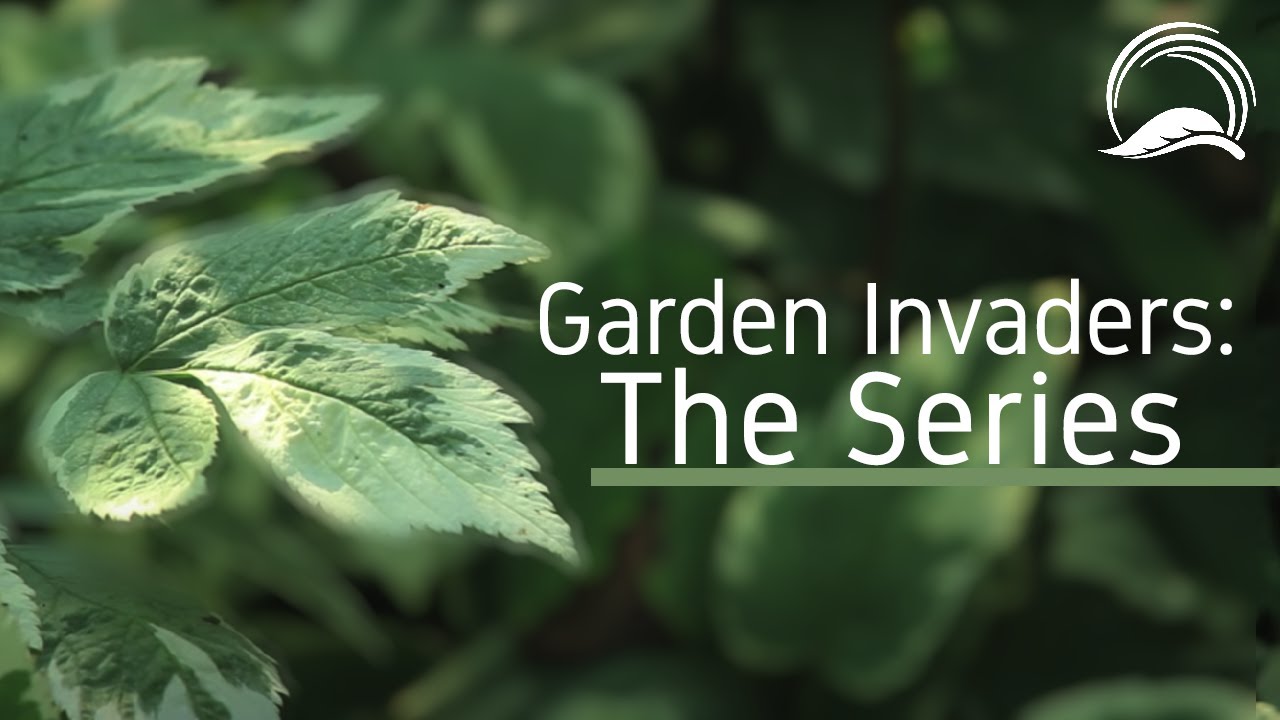 Garden Invaders & What You Can Do About Them - YouTube