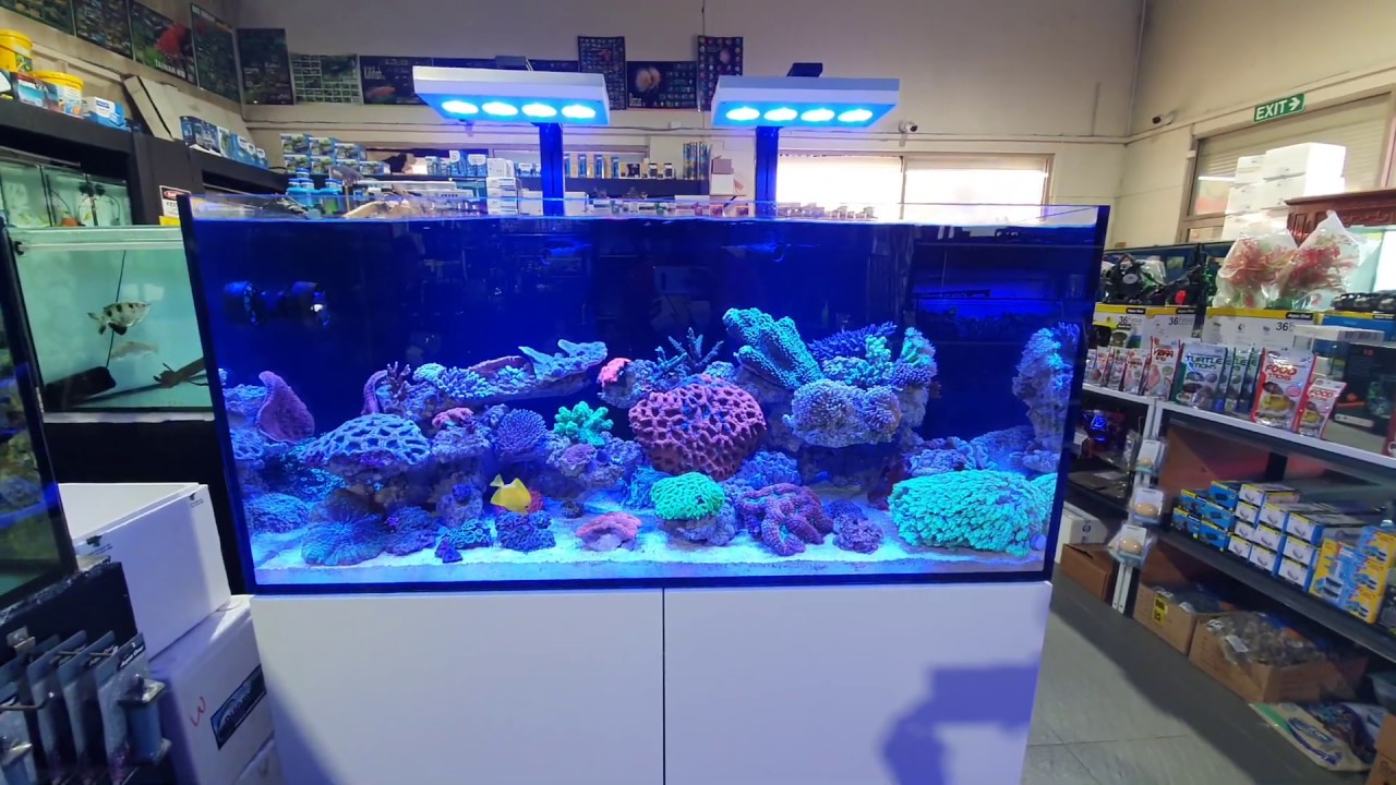 Reef display aquarium at Fish are Friends, Minto - YouTube