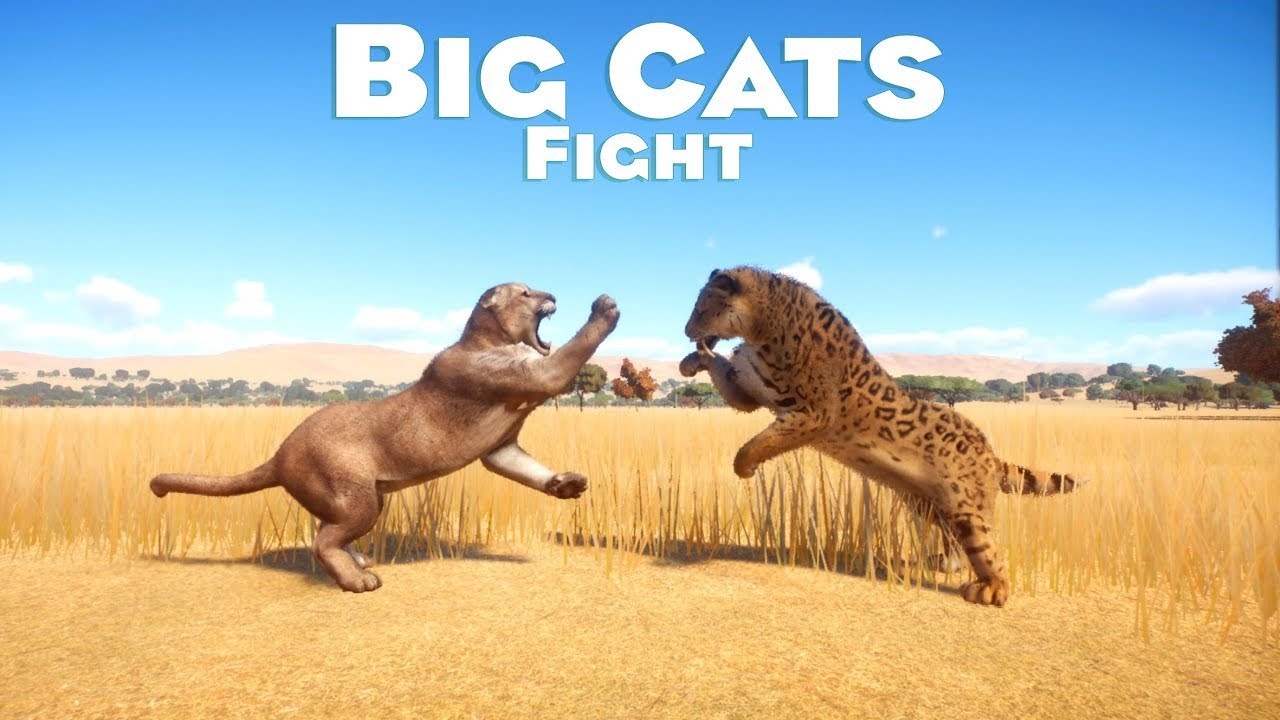 Big Cats Category Fight in Planet Zoo - PLANET ZOO - Planet Zoo Animal ...