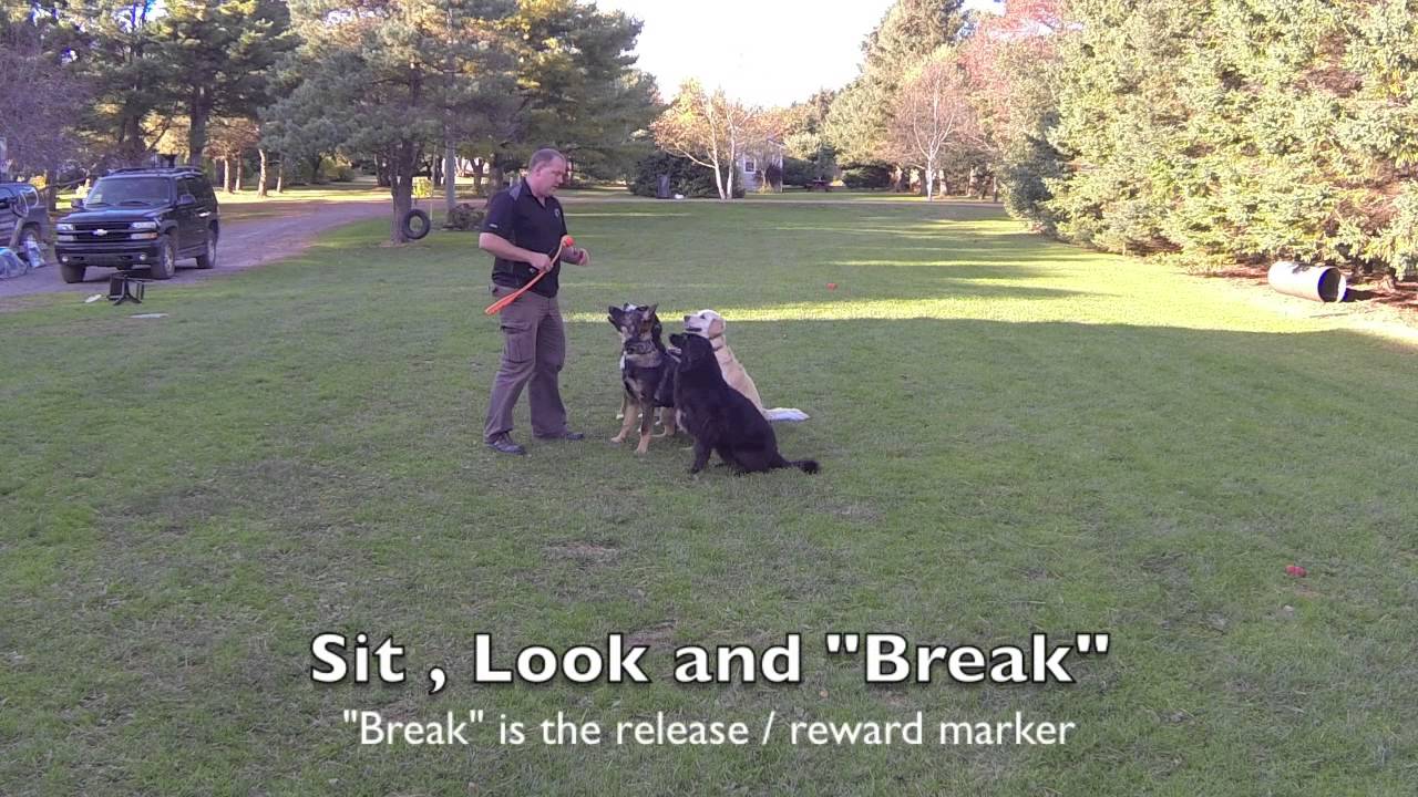 UPK9 Quick Tip | DOG TRAINING and FETCH - YouTube