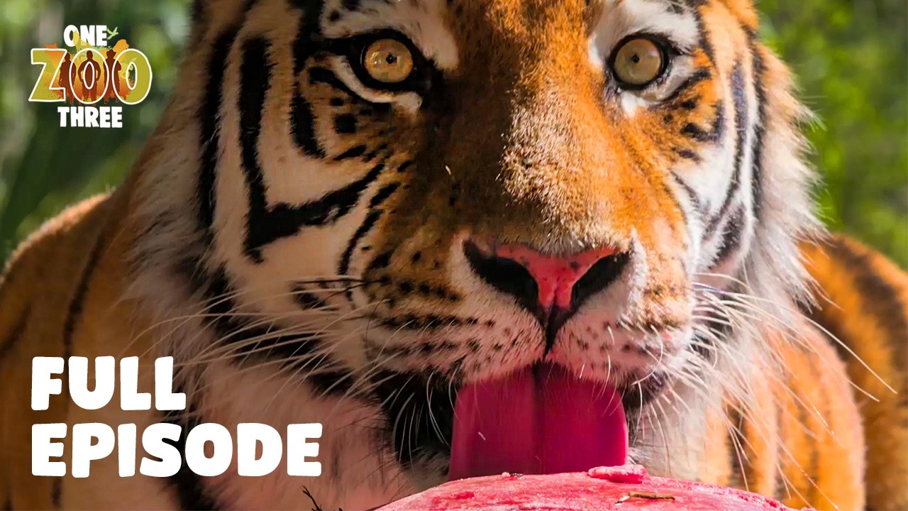 BLOOD LOLLIES?! Heatwave at the Zoo with Hot Tigers, Penguins & More ...