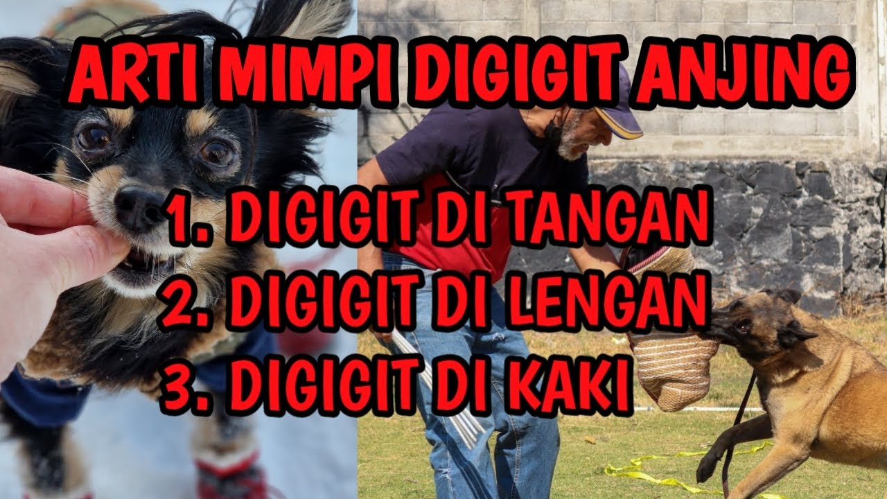 ARTI MIMPI DIGIGIT ANJING DITANGAN DIGIGIT DI LENGAN DIGIGIT DI KAKI ...