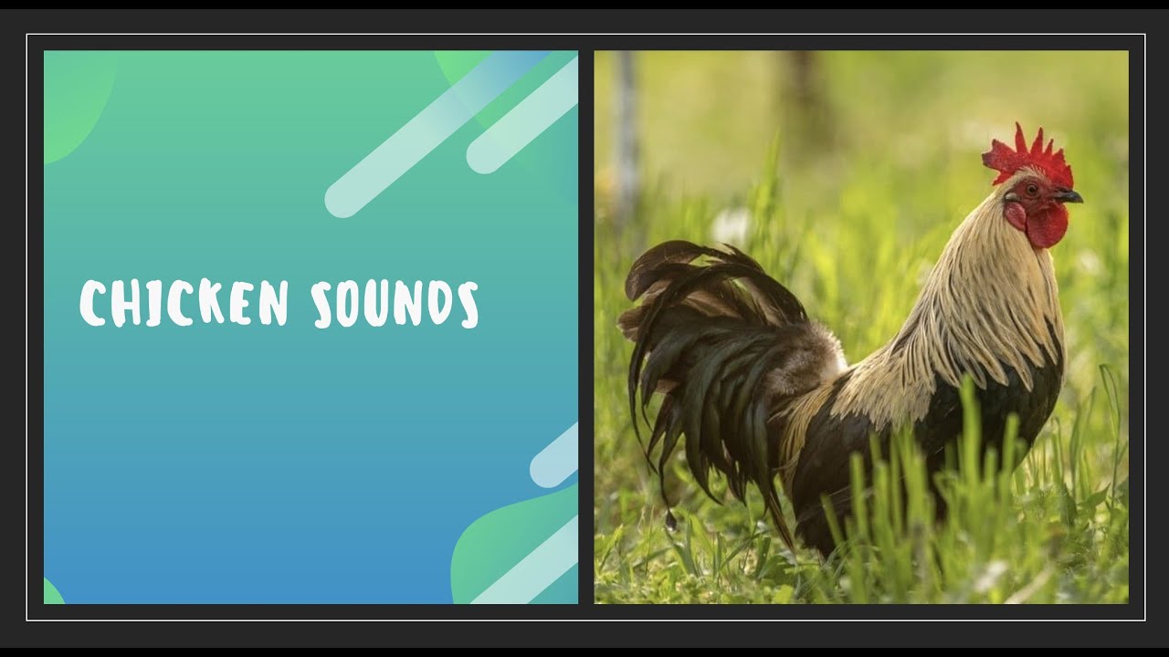 Chicken Sounds for Kids | Learn Animal Sounds | Toddler Learning - YouTube