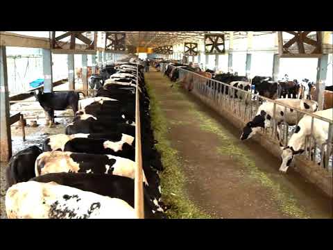 DAHVS Odisha – Directorate of Animal Husbandry & Veterinary Services