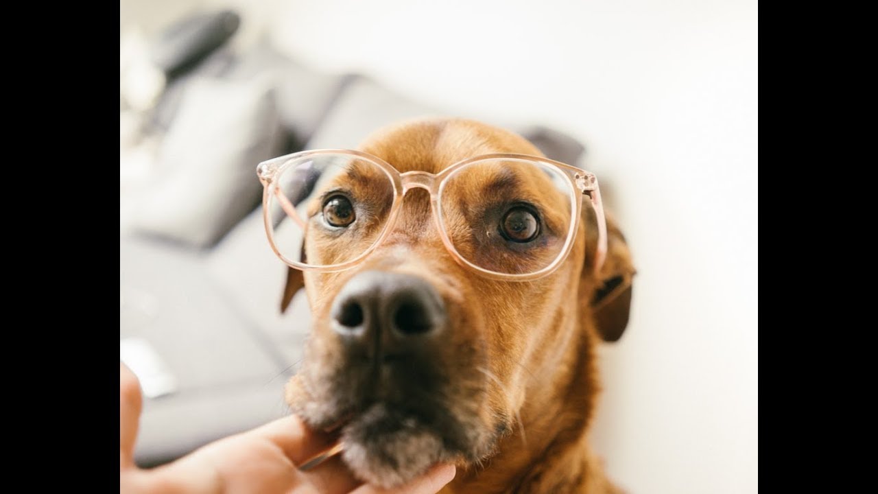 5 minutes of the best Animal Vines Episode 1 - YouTube