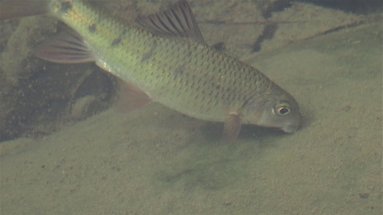 1090620坪林北勢溪台灣石賓（Acrossocheilus paradoxus）覓食記錄 - YouTube