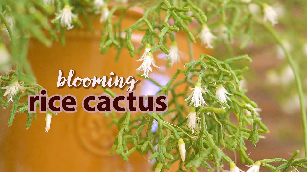 Check out the blooms on this Rice Cactus | Rhipsalis Cereuscula # ...