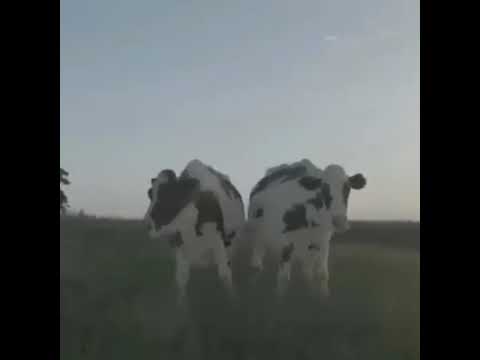 Vacas bailando( original). - YouTube