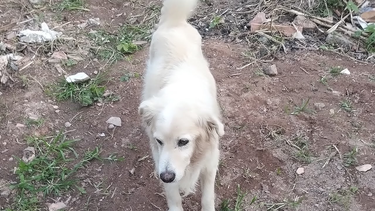 Sábado no sítio My dog, Pang! - YouTube
