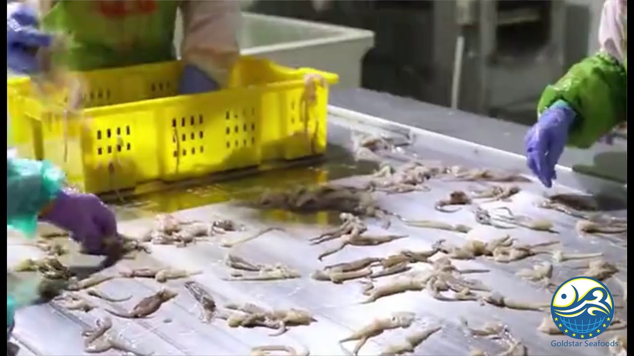 Squid Tube Squid Ring Squid Flower Processing|Goldstar Seafoods - YouTube