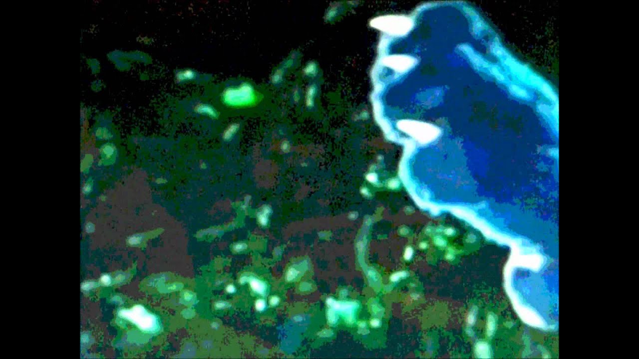 SHGORA we are what we is - YouTube