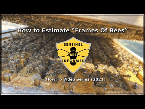 How To Estimate Number Of Bees In Hive