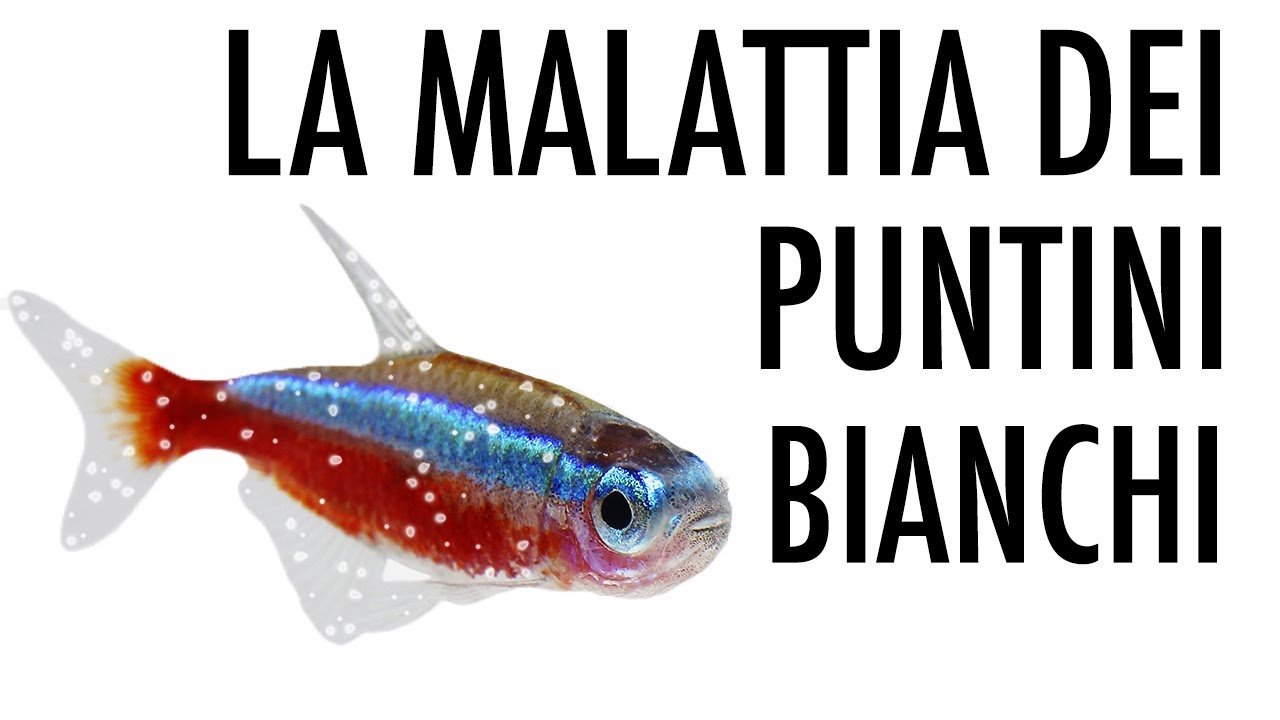 Come curare l’ichtio (malattia dei puntini bianchi) dai pesci - YouTube