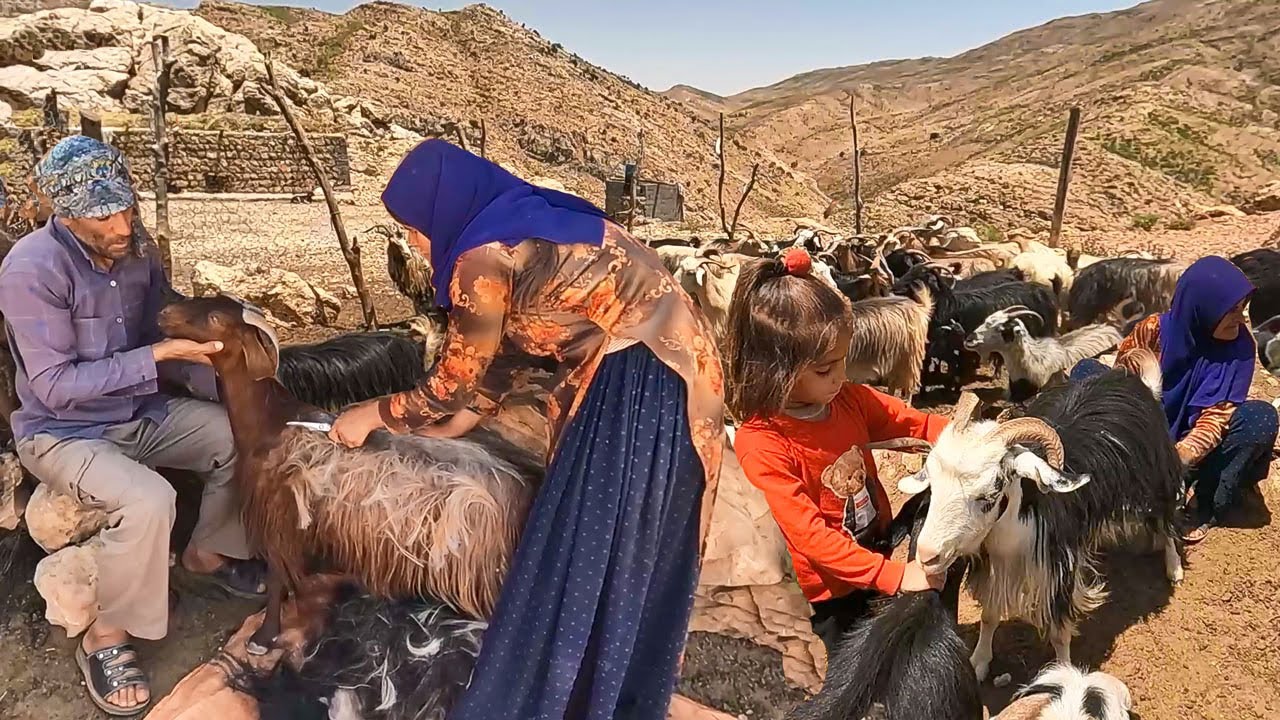 Goats shearing for use in making Tandoor - YouTube