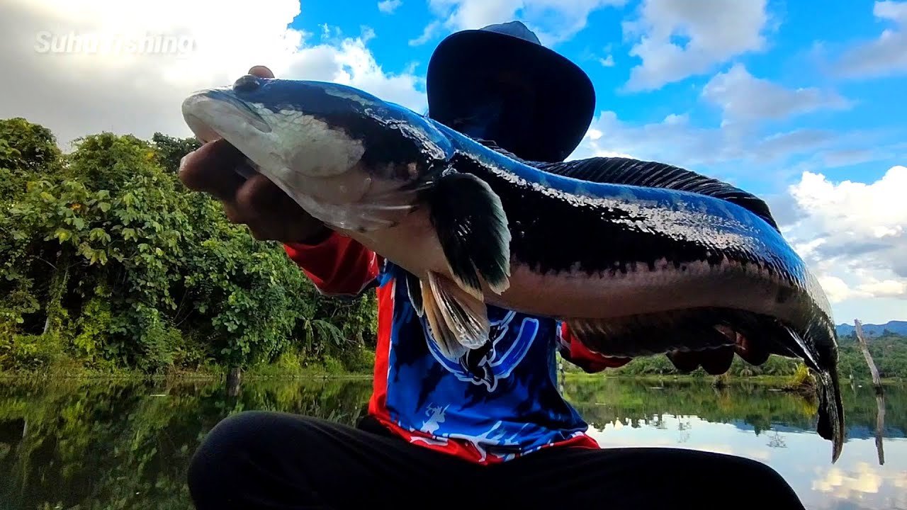MAMA TOMAN DEKAT PENGHUJUNG BULAN RAMADHAN || CASTING TOMAN SNAKEHEAD ...