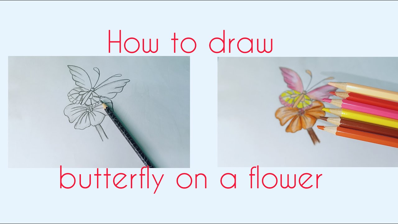 How to draw butterfly on a flower //colorful butterfly drawing - YouTube