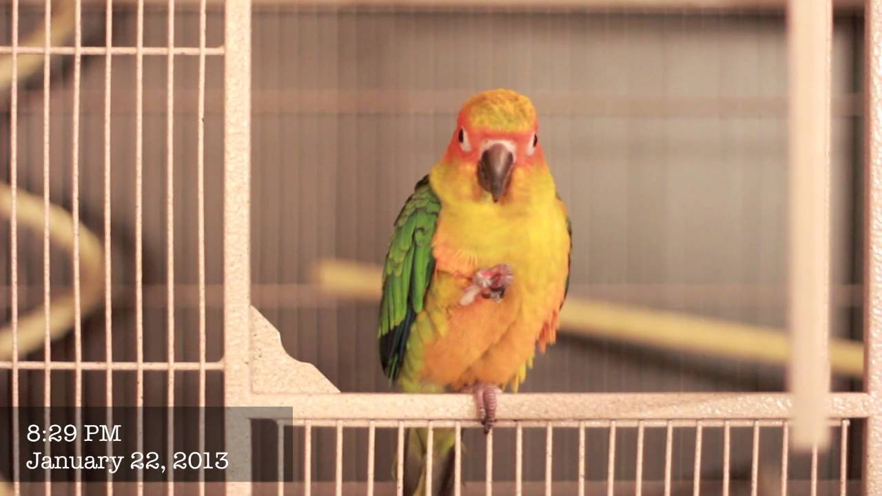 Sun Conure Eating Pellets - YouTube