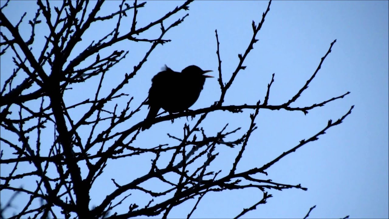 Le chant du Merle Noir - YouTube