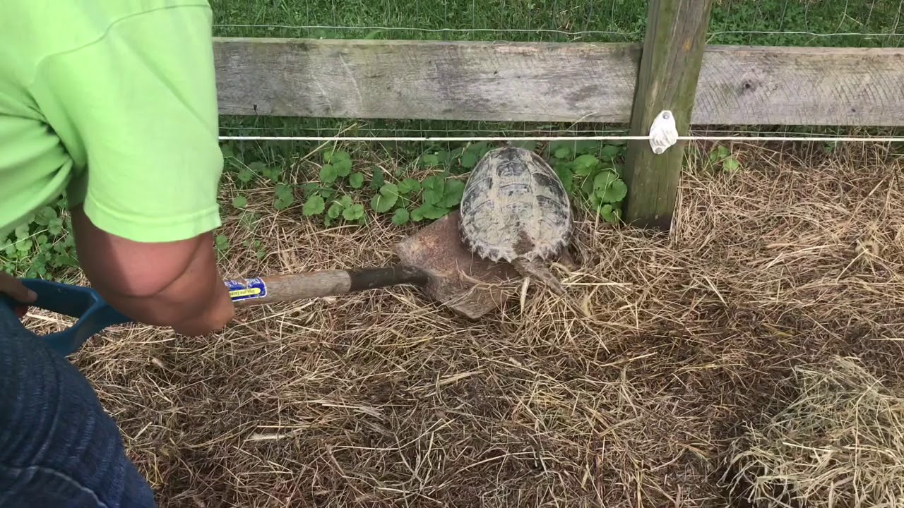 What we found in our goat paddock - YouTube