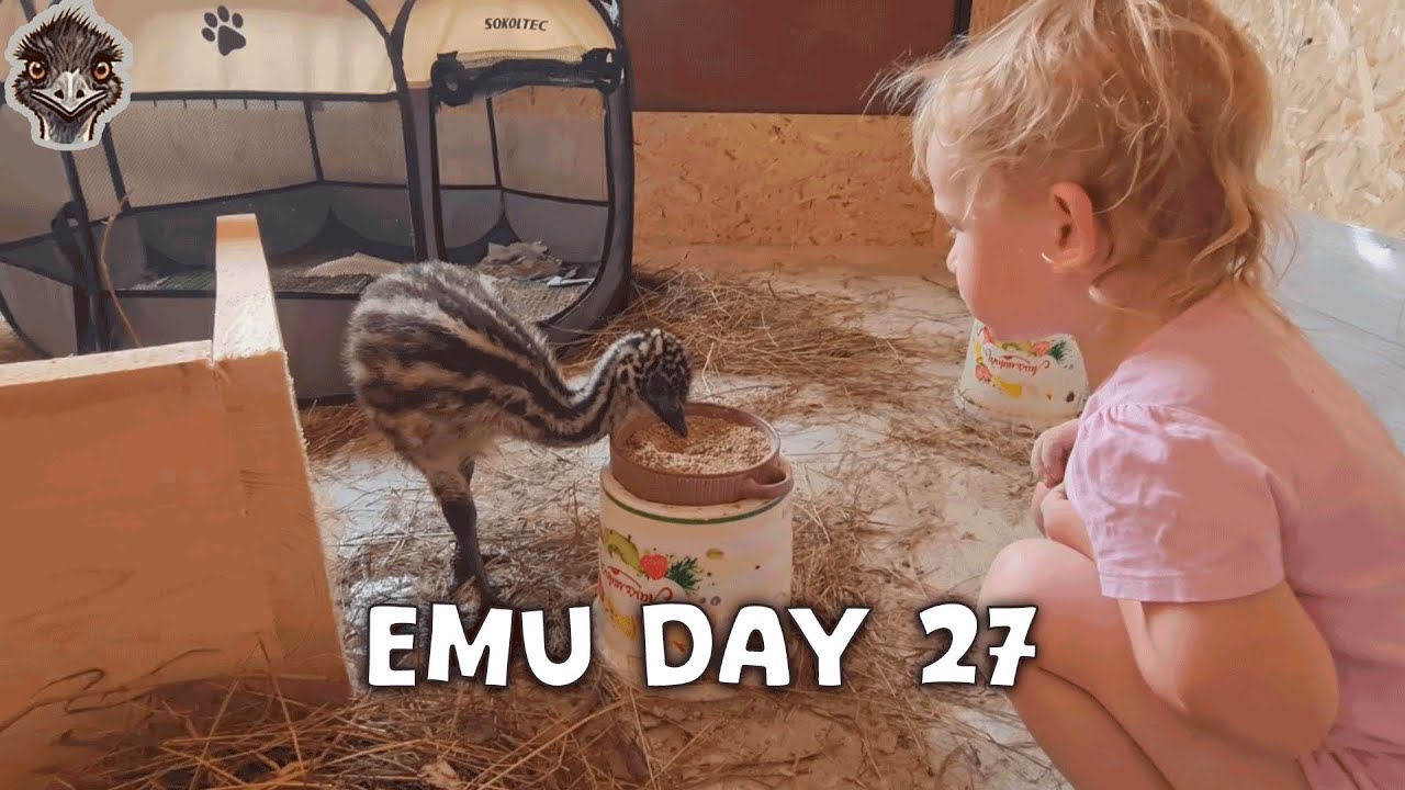 Emu Life Day 27 - Baby Ostrich and Housewarming. - YouTube