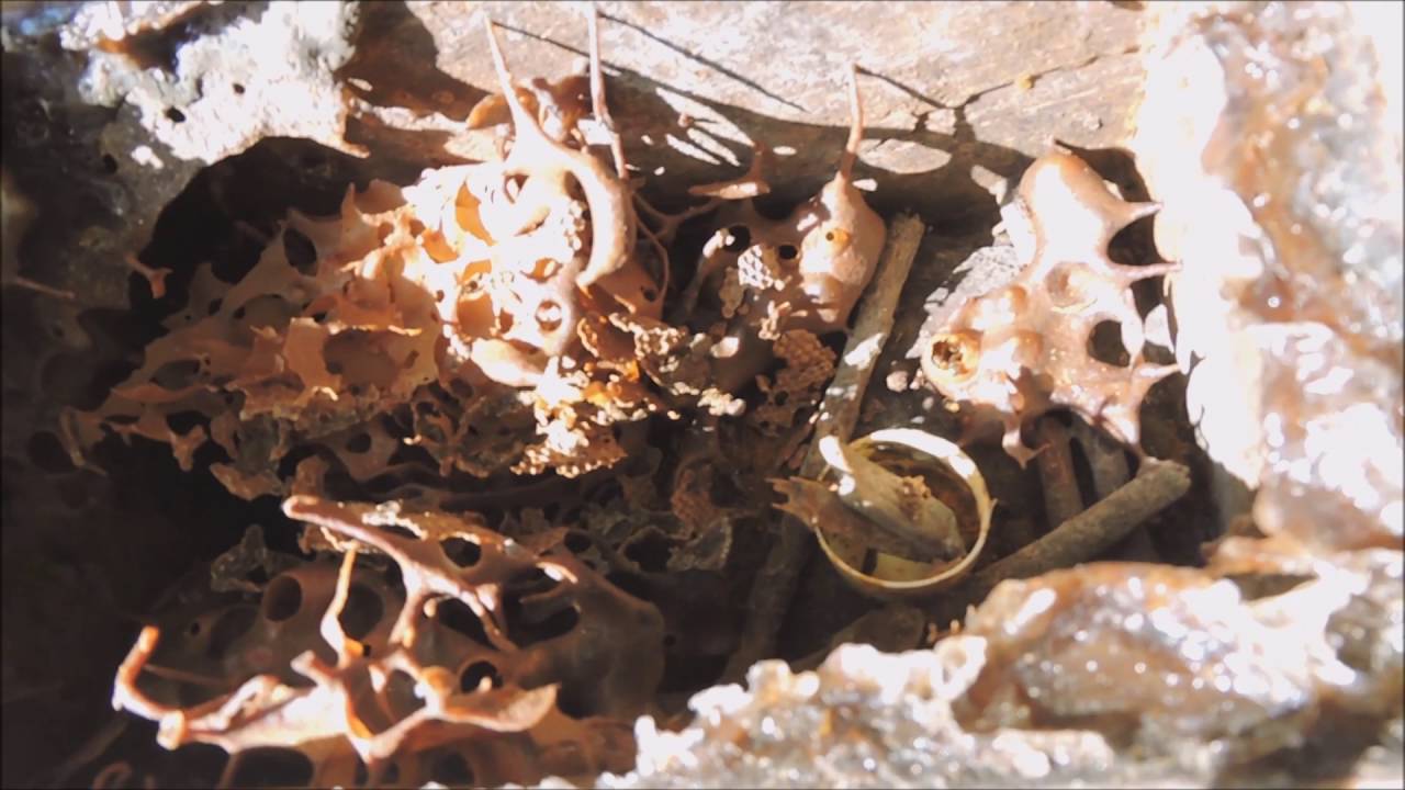 Grandes Diferenças entre as caixas de Mirims guaçú (plebeia remota ...