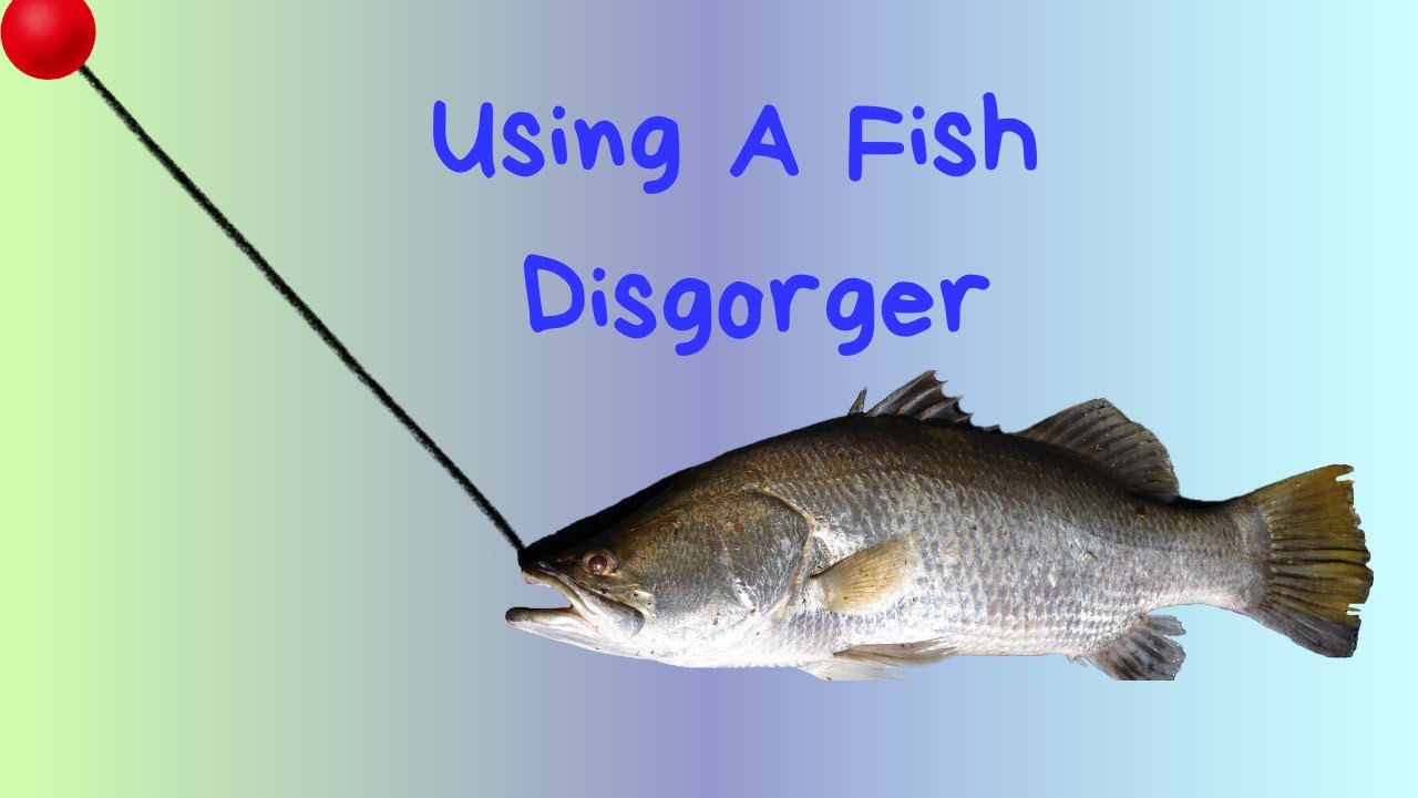 Using A Fish Disgorger - YouTube