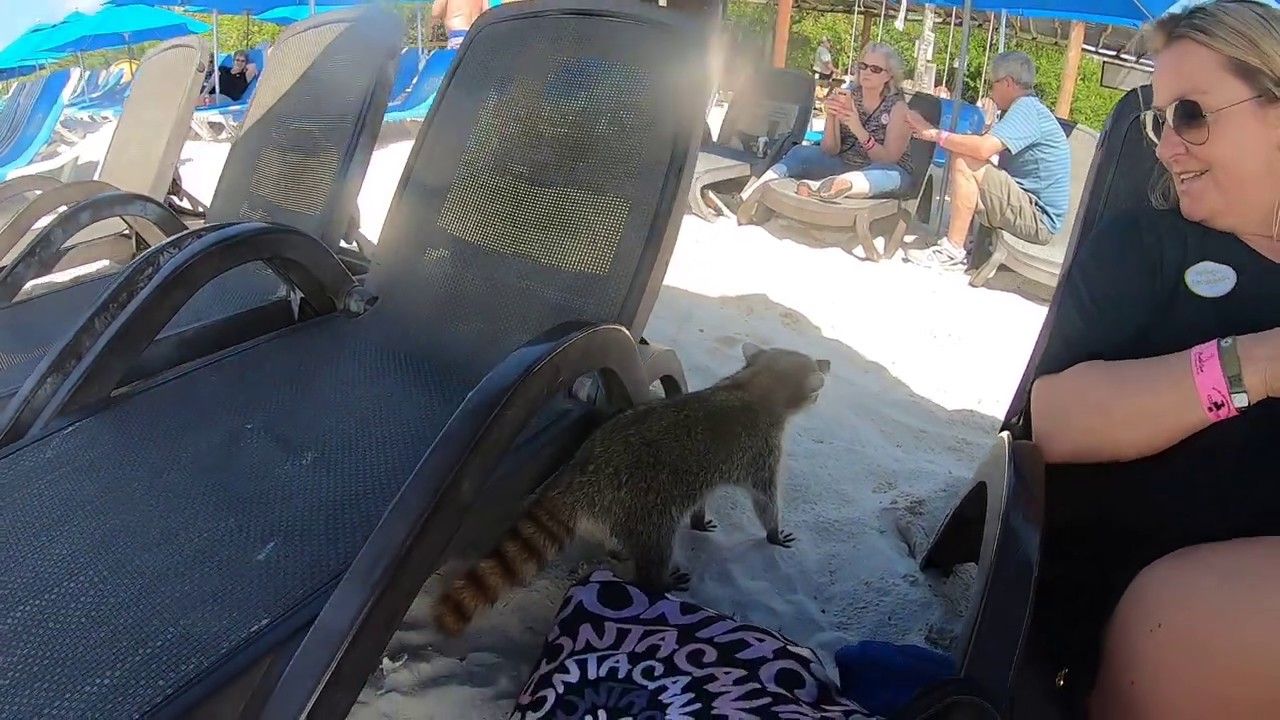 raccoon searching for food cozumel mexic 2019 (gopro hero 7 black ...