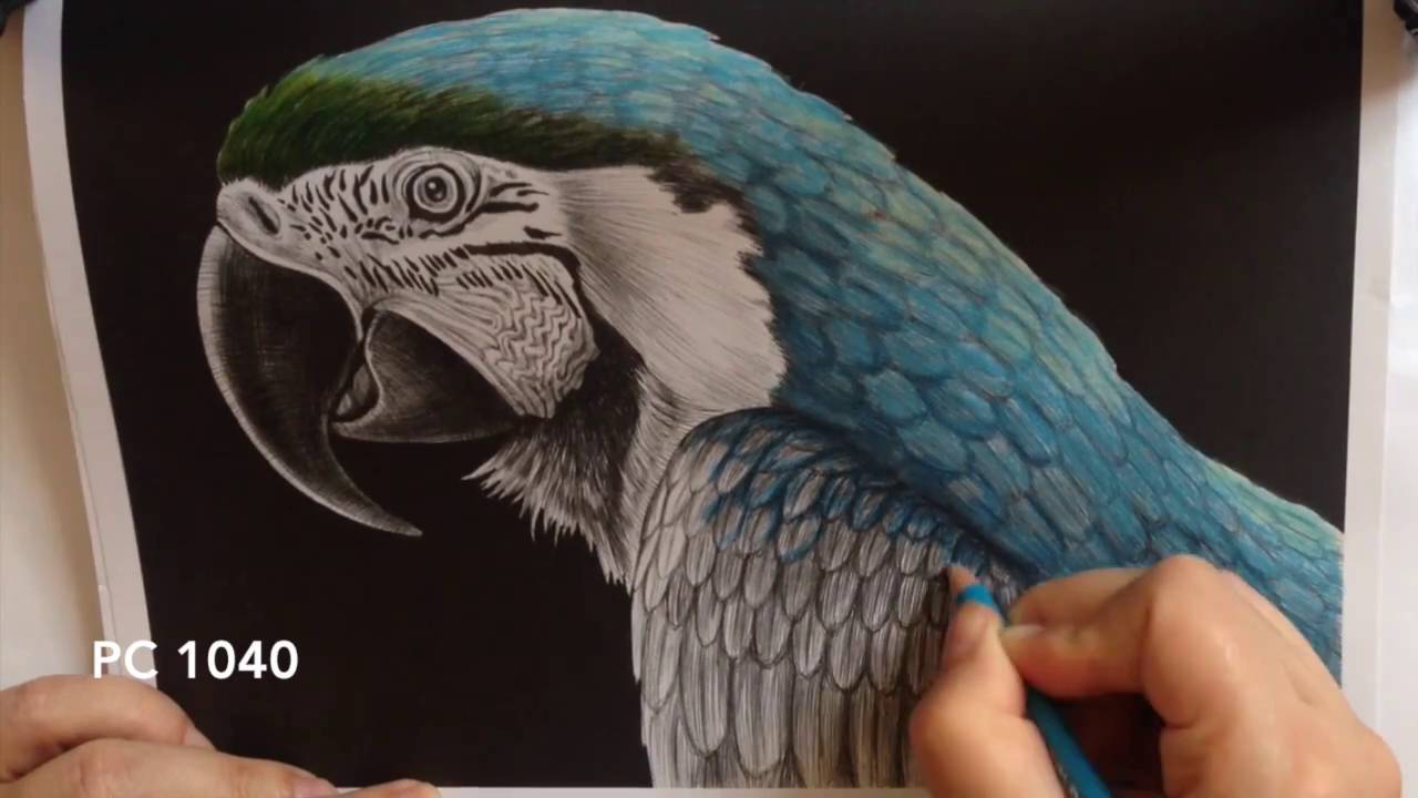 How to colour Macaw - Intricate Ink Animals in Detail by Tim Jeffs ...