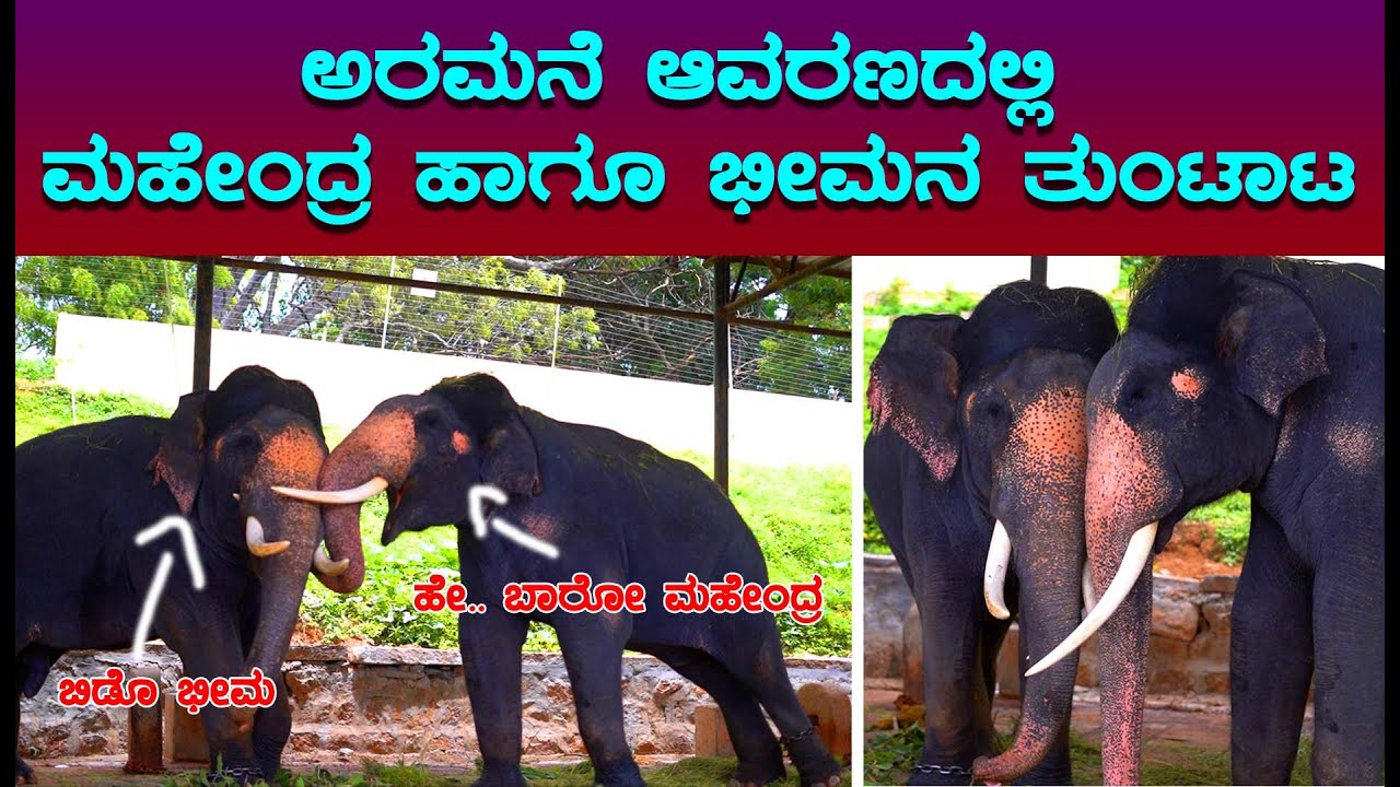 ದಸರಾ ಆನೆಗಳ ತುಂಟಾಟ Bheema Mahendra Elephant’s Naughtiness at Mysore ...