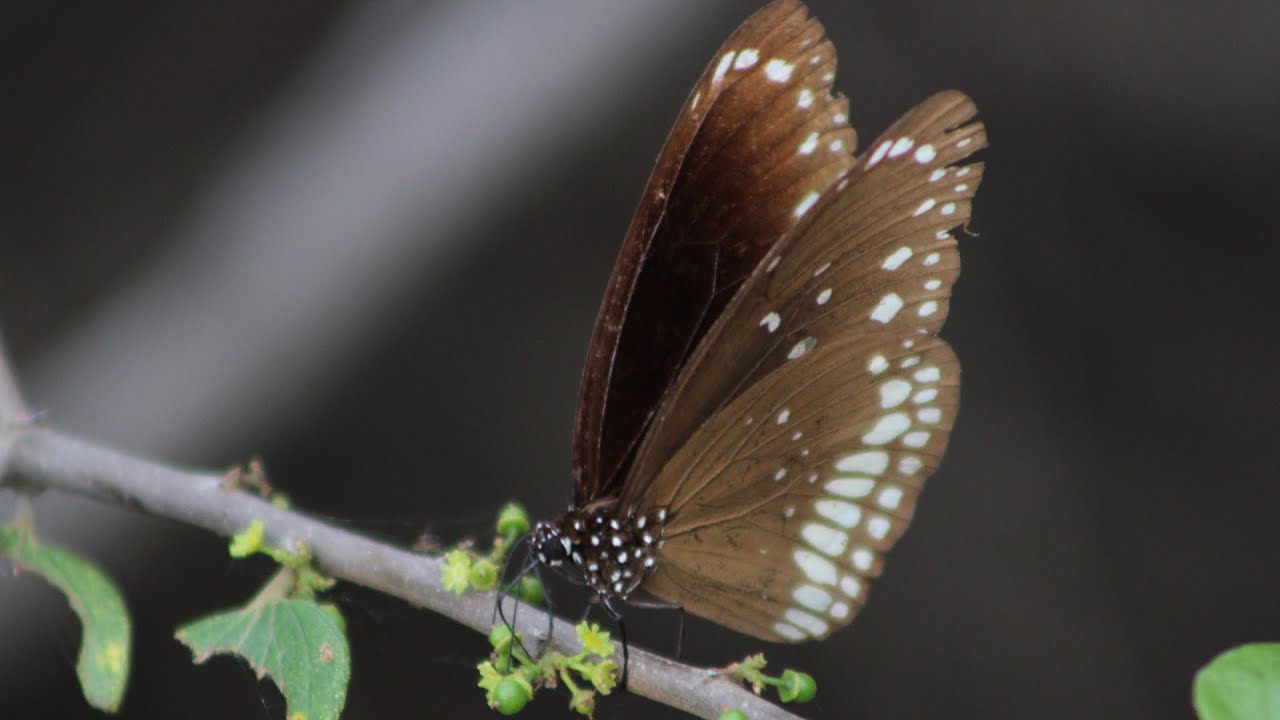 Common Crow Butterfly | Butterflies of India | காக்கை வண்ணத்துப்பூச்சி ...